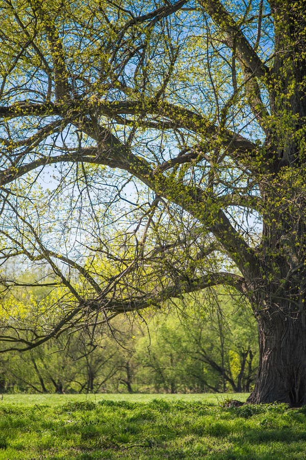 Tree with Strong Branches in the Floodplain of the River Sieg. Stock ...