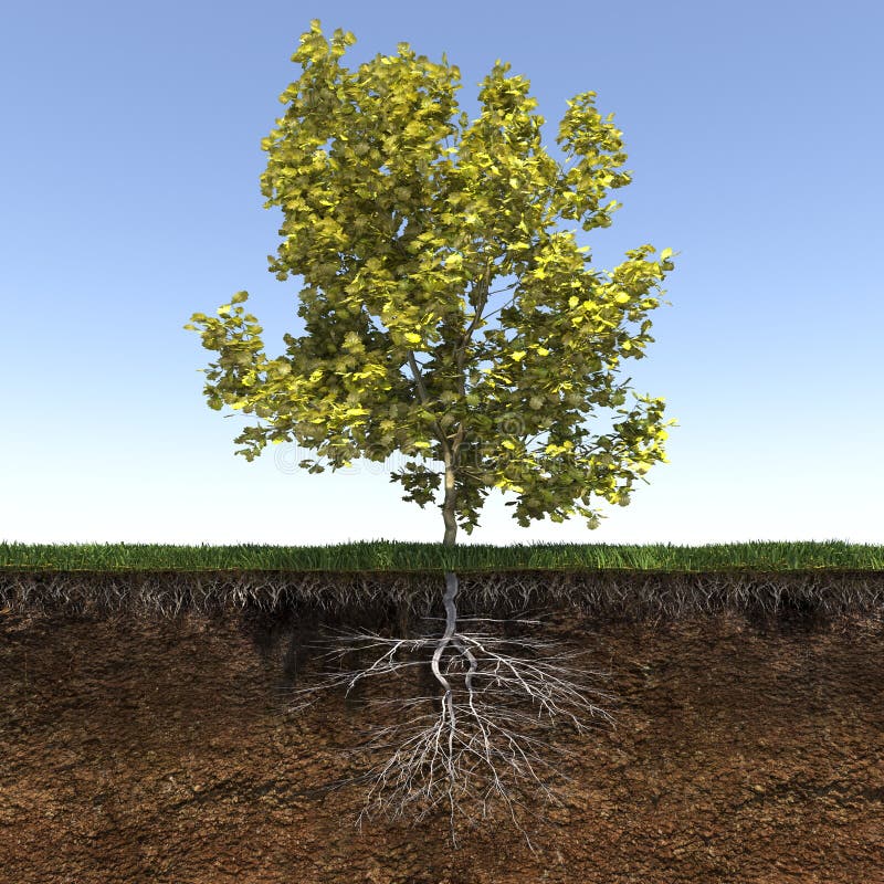 Tree with Strong and Deep Roots, 3d Render Stock Illustration ...