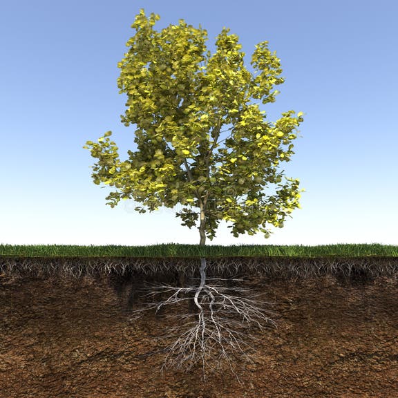 Tree with Strong and Deep Roots, 3d Render Stock Illustration ...