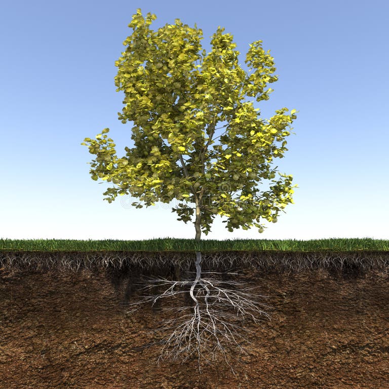 Tree with Strong and Deep Roots, 3d Render Stock Illustration ...