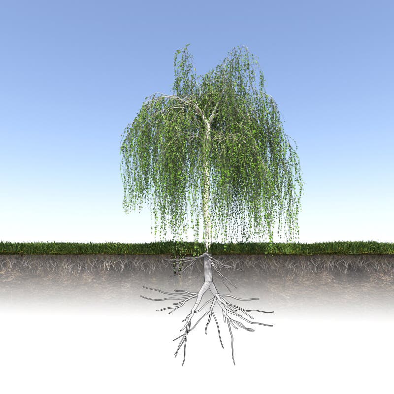 Tree with Strong and Deep Roots, 3d Render Stock Illustration ...