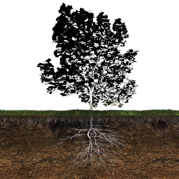 Tree with Strong and Deep Roots, 3d Render Stock Illustration ...