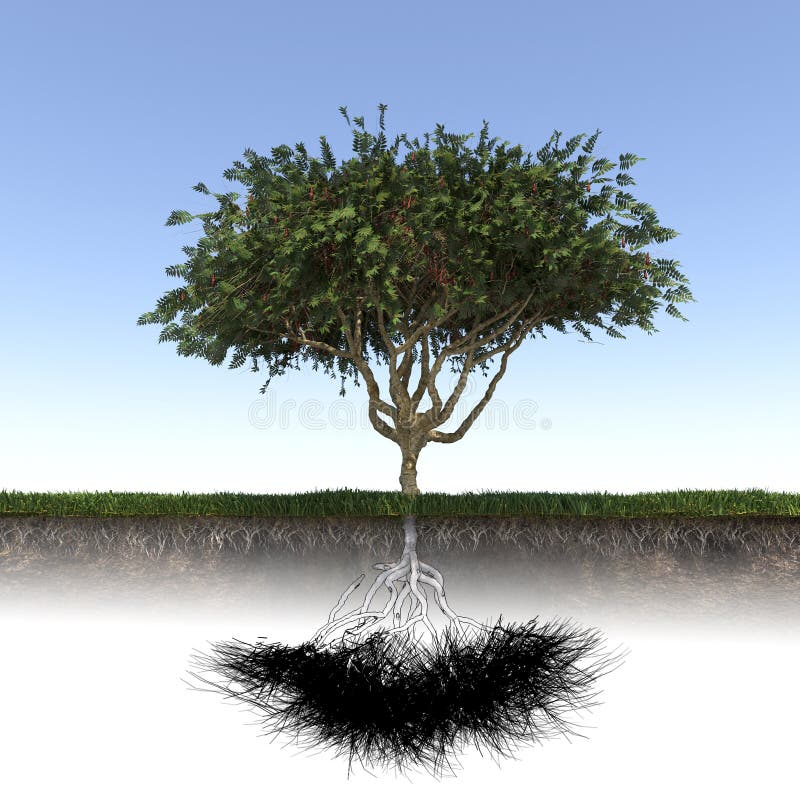Tree with Strong and Deep Roots, 3d Render Stock Illustration ...