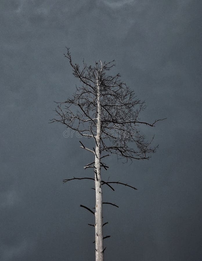 A tree struck by lightning stock photo. Image of trunk - 182840144