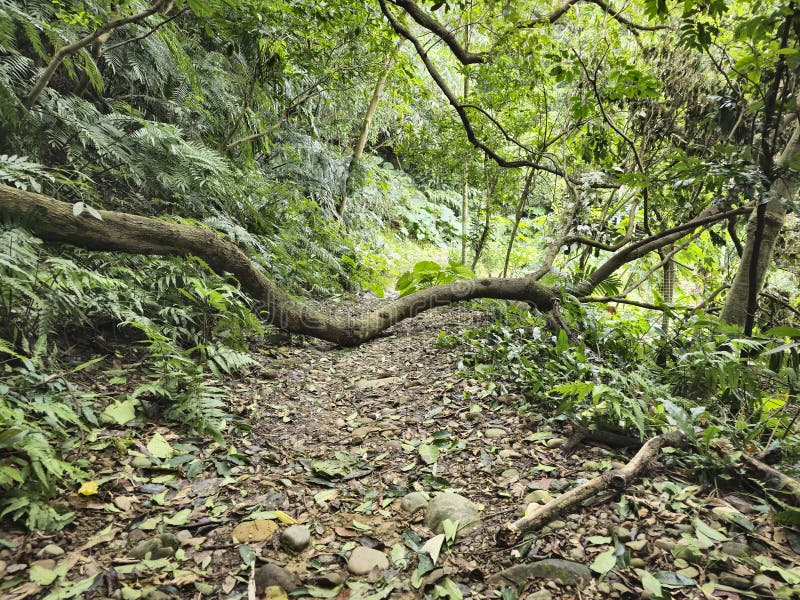 Fallen Trees Blocking Trail Stock Illustrations – 3 Fallen Trees ...