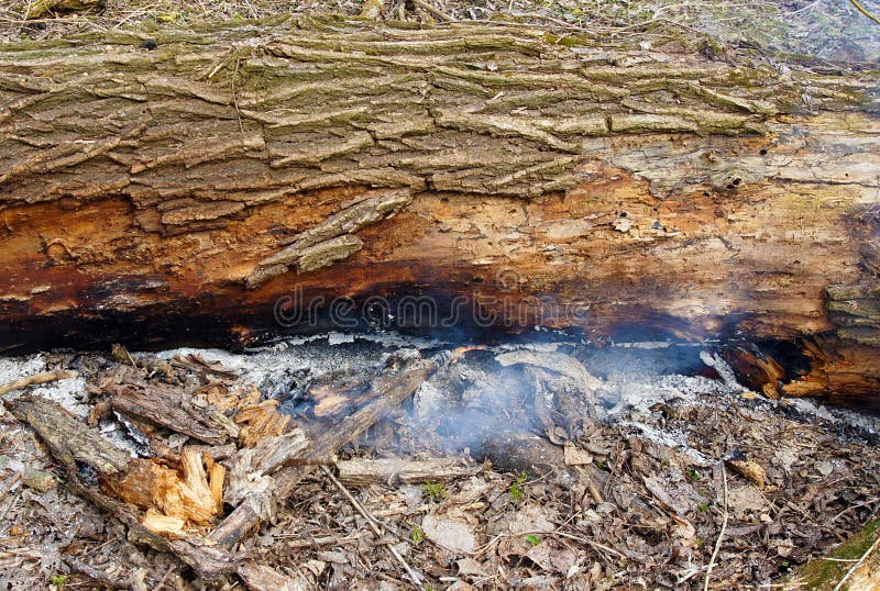 Tree Struck by Lightning Burns Stock Photo - Image of nature, tree ...