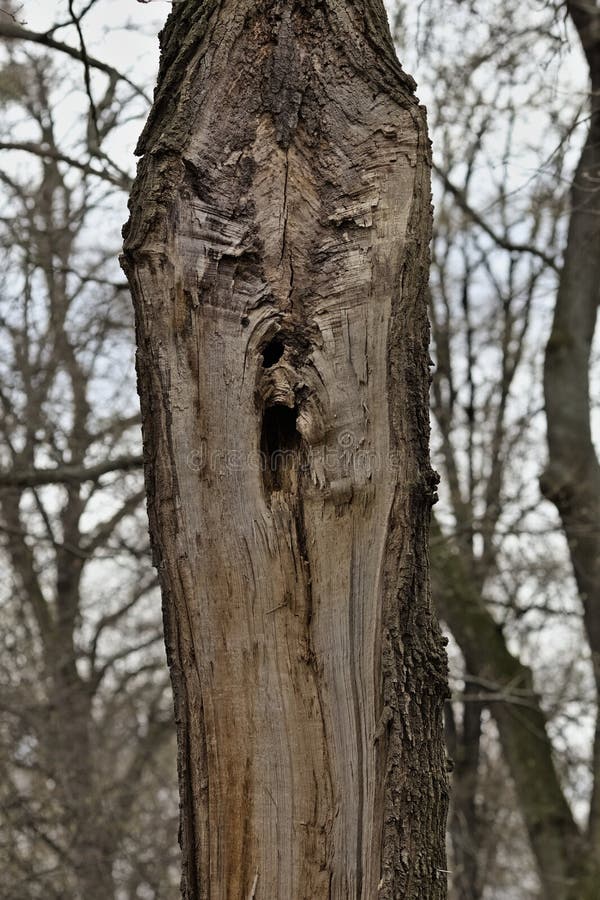 Tree struck by lightning stock image. Image of trunk - 244806973