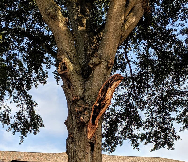 Tree struck by lightning. stock image. Image of fallen - 13912233 Tree struck by lightning. stock image. Image of fallen - 13912233