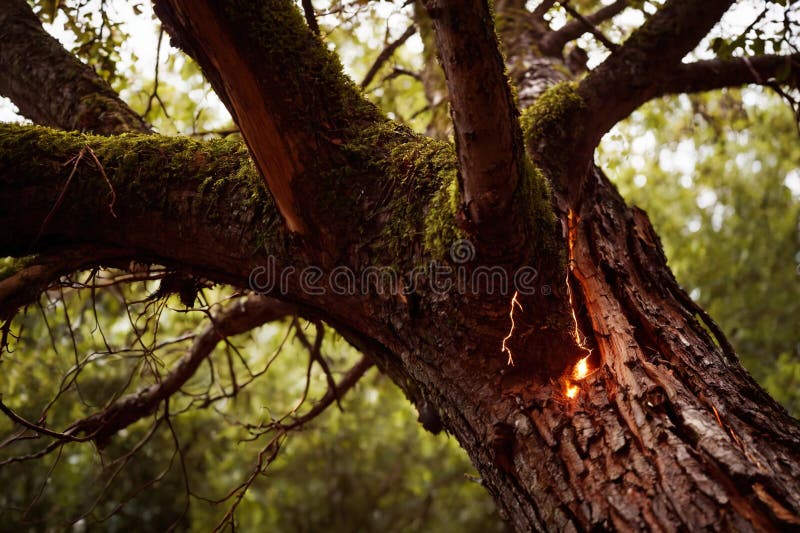 Tree Struck by Lightning in Violent Thunder Storm Stock Illustration ...