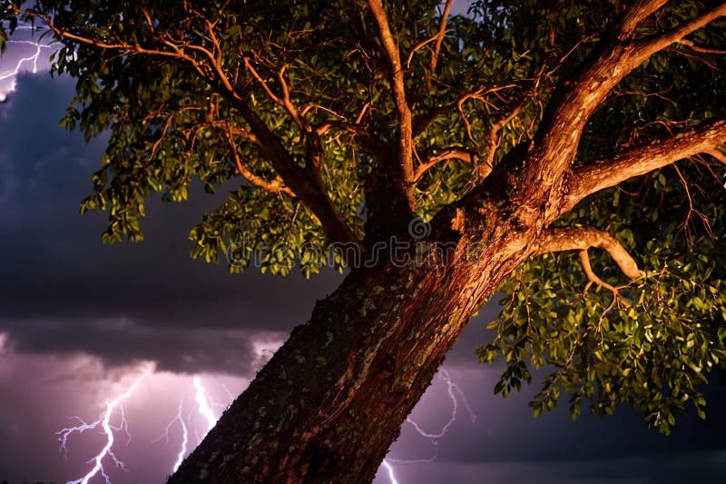 Tree Struck by Lightning in Violent Thunder Storm Stock Illustration - Illustration of storm ...