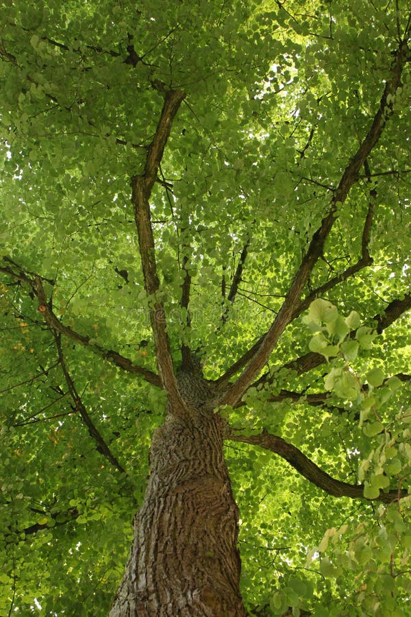 Tree structure from below stock photo. Image of branch - 75411188