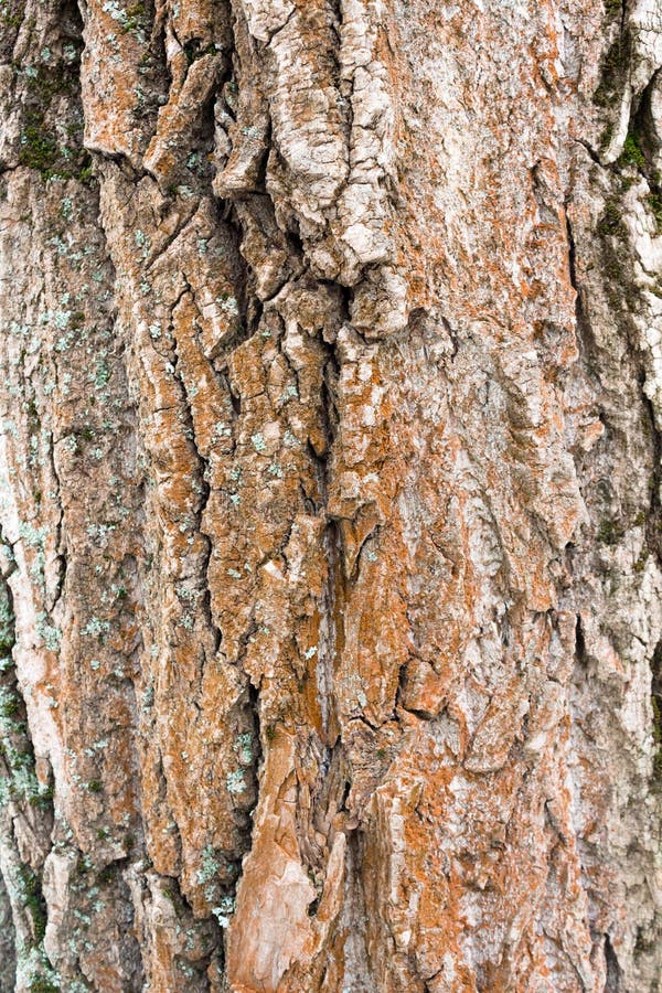 Tree structure. Macro. stock photo. Image of color, grunge - 88873302