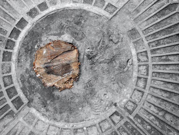 Tree stub stock image. Image of pavement, wood, poplar - 3707821