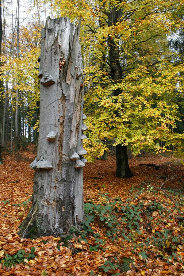 Tree stub stock photo. Image of natural, tree, polyporus - 7678444