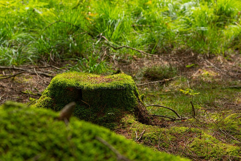 Tree Stub Covered in Green, Soft Moss Stock Image - Image of nature ...