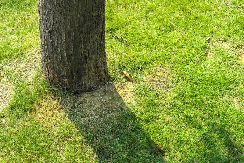 Tree Stub With Burl Among Plants In Forest Wood. Top View Of Nature ...