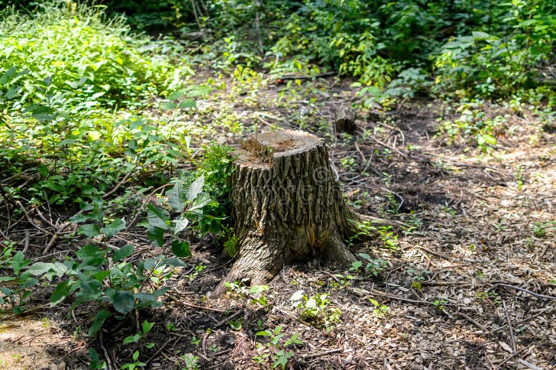 Tree stub with oxalis stock image. Image of 14th, figure - 53183841