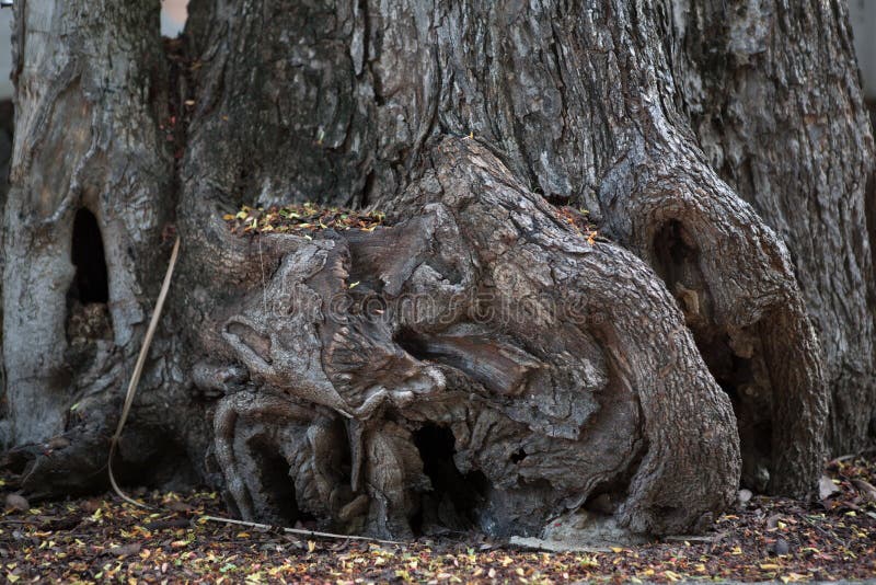 Tree stub and root stock image. Image of landscape, texture - 80837301