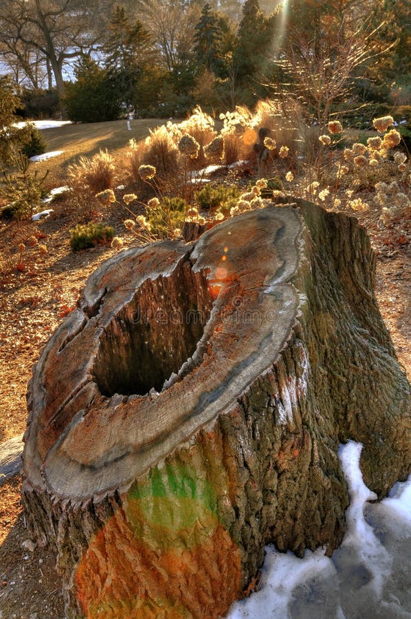 Icy Tree Stump Looks Like Mountain Stock Image - Image of covered ...