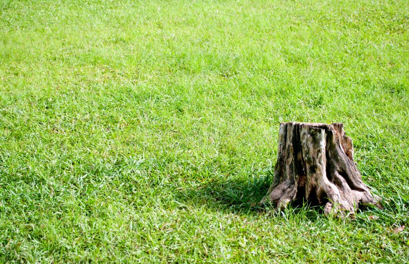 Tree Stump stock photo. Image of wood, dead, vegetation - 17726996