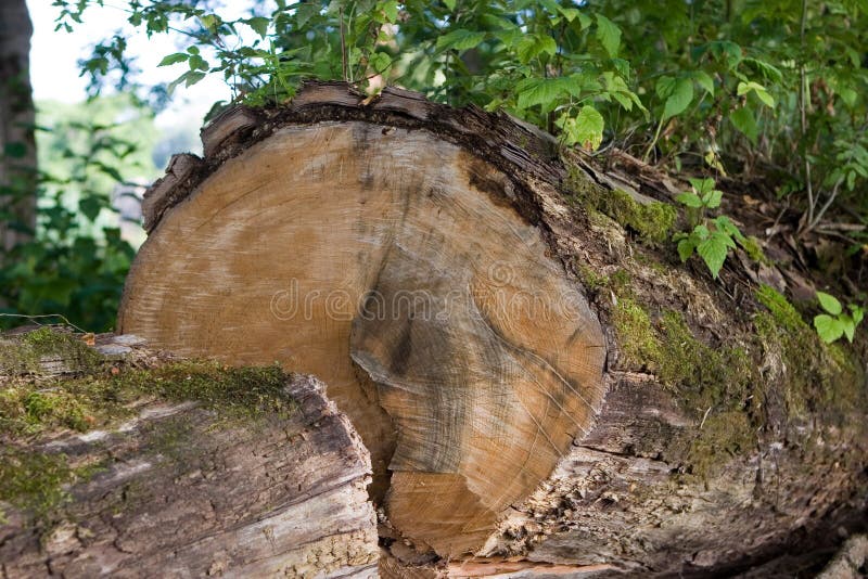 1,651 Cutted Tree Forest Photos - Free & Royalty-Free Stock Photos from ...