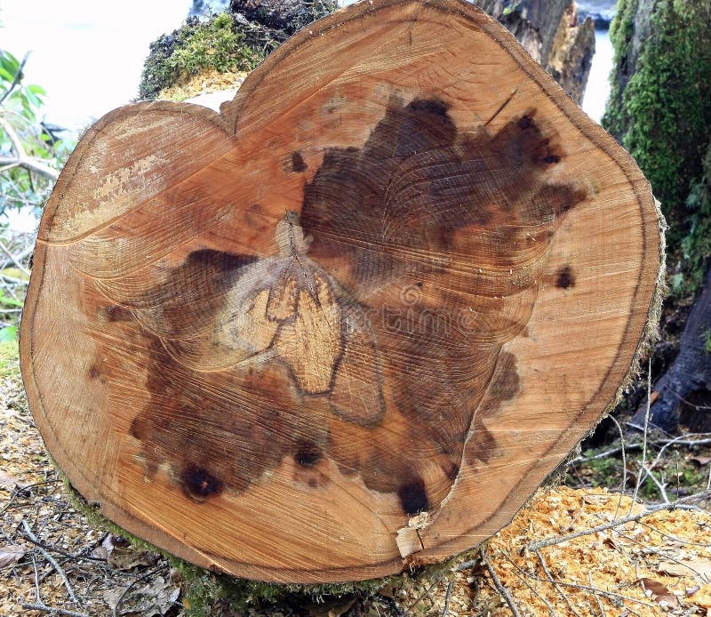 Tree Stump Picture. Image: 18841316