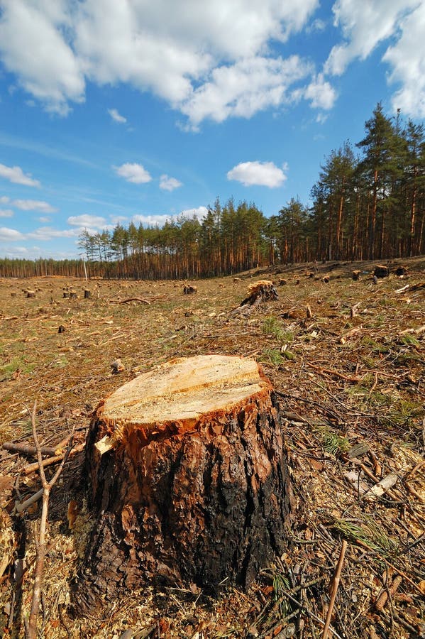 Tree Stump Of A Freshly Felled Alder With Its Orange Colored Wood Stock ...