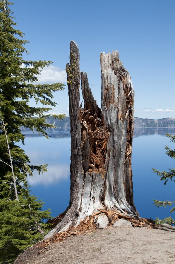 Jagged Tree Stump stock photo. Image of stump, pointed - 88578940