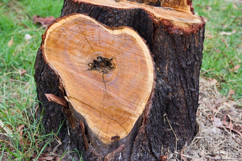 Tree stump stock photo. Image of edge, broken, organic - 22821494