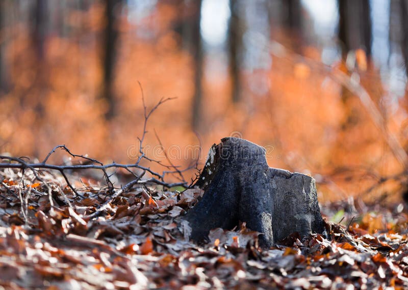 Beaver chewed tree stump stock image. Image of grass - 25572813