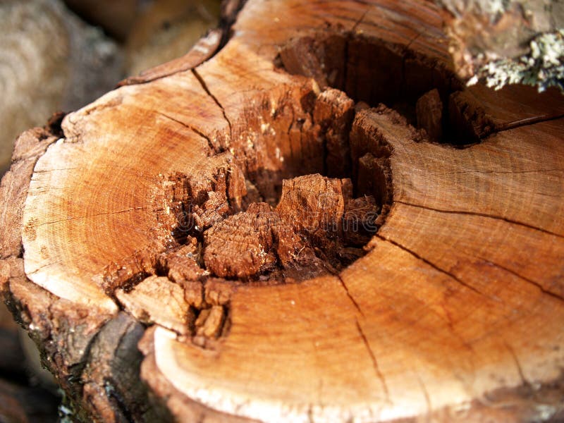 Tree stump stock photo. Image of carious, moss, cherry - 4425636