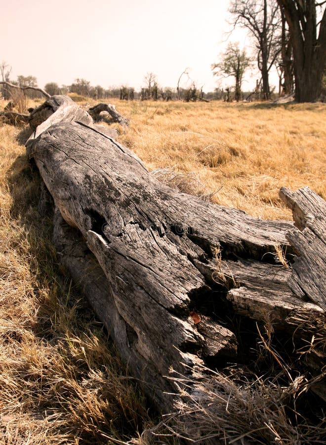 Tree stump stock photo. Image of southern, bush, grass - 4818248