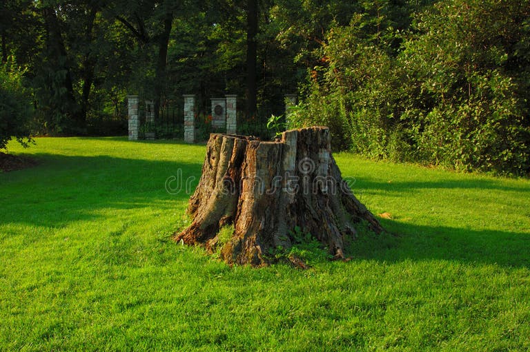 Tree Stump stock image. Image of stump, base, garden, round - 5879505
