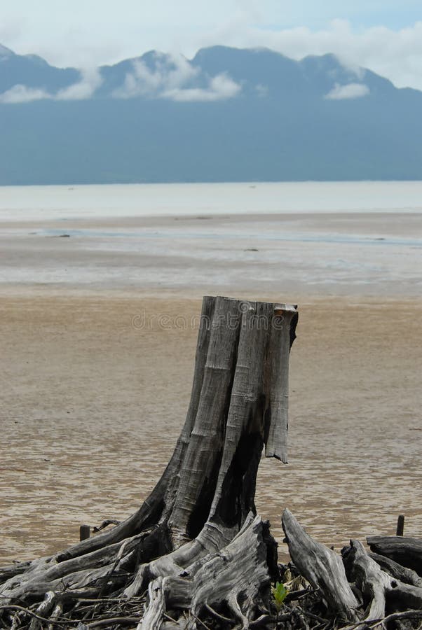 Tree Stump stock photo. Image of beach, tree, borneo, logged - 823608