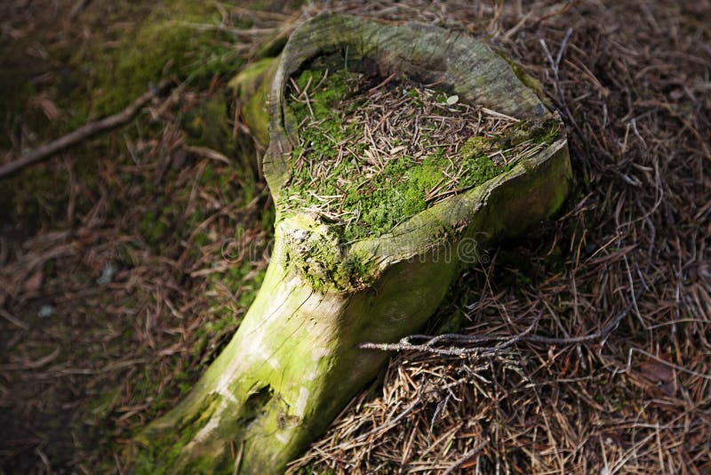 Tree Stump from Above As it Began To Grow Green Moss Stock Image ...