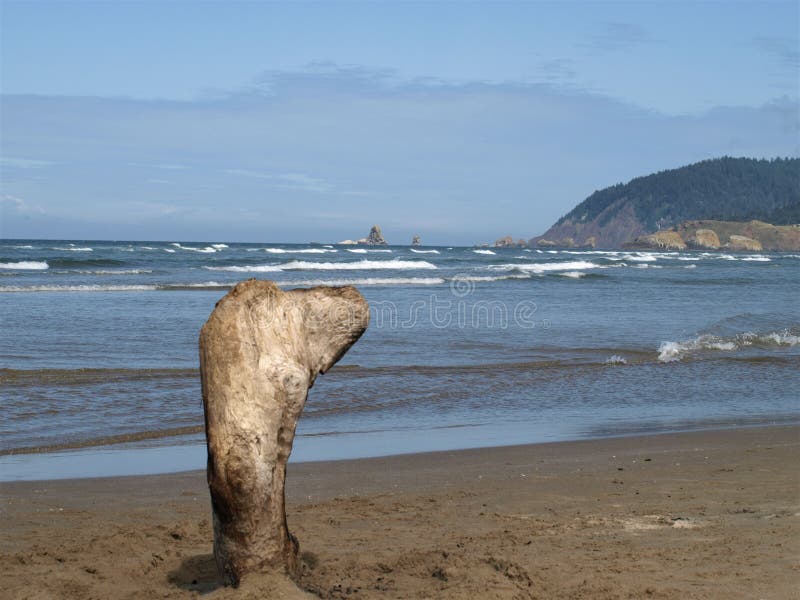 A Tree Stump Along the Shore of a Beach Stock Image - Image of ...