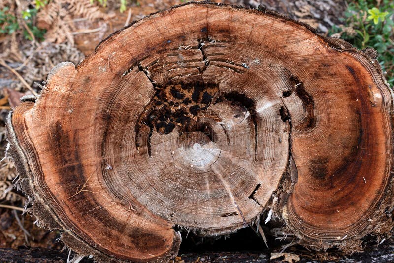 Tree Stump with Annual Rings Stock Photo - Image of cross, stump: 185665844