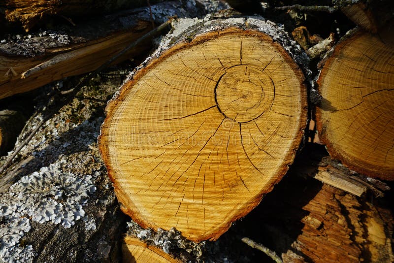 Tree Stump with Annual Rings Stock Image - Image of circle, nature ...