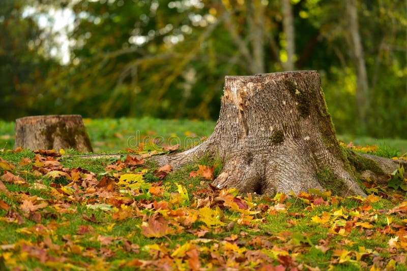 Oak Tree Stump Cross Section Stock Image - Image of ancient, nature ... Oak Tree Stump Cross Section Stock Image - Image of ancient, nature ...
