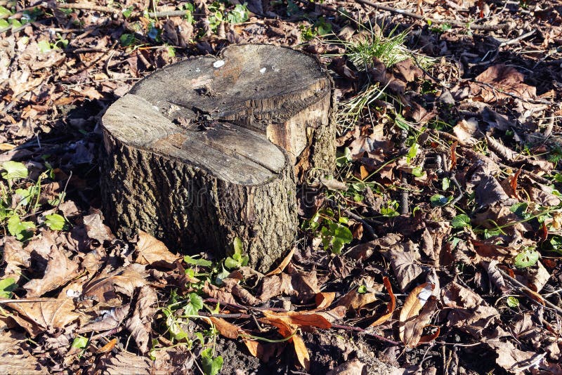 A Tree Stump in Autumn in the Park among Fallen Leaves Stock Photo ...