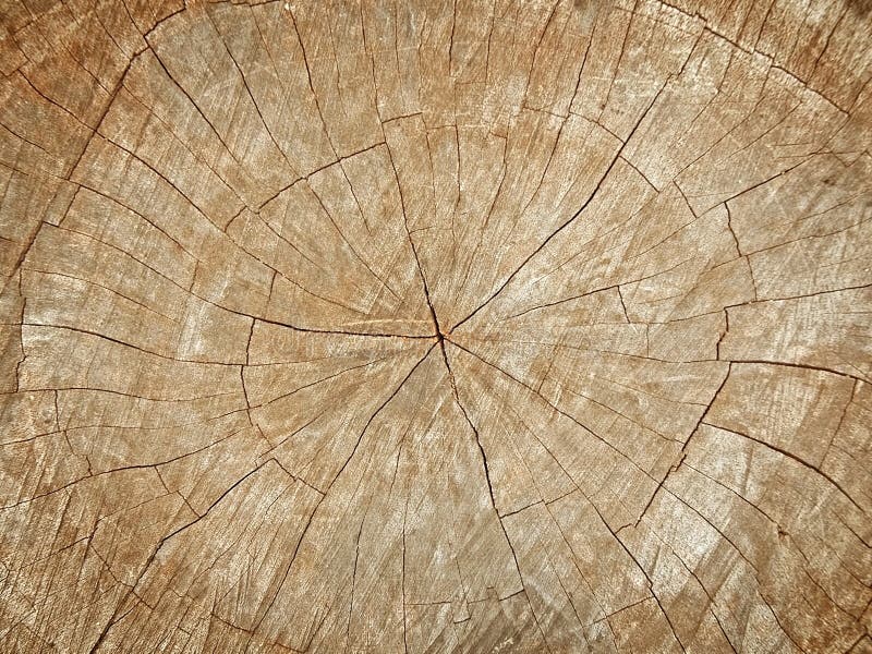 Target on tree stock photo. Image of grain, round, accuracy - 25029648