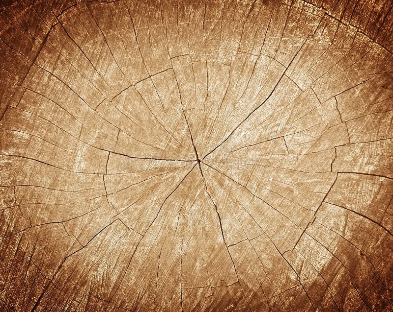 Tree Rings stock image. Image of vertical, ring, history - 17881593