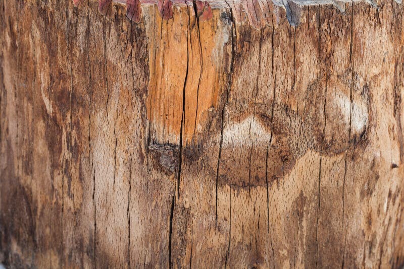Tree Stump Background Texture Stock Image - Image of closeup, stump ...