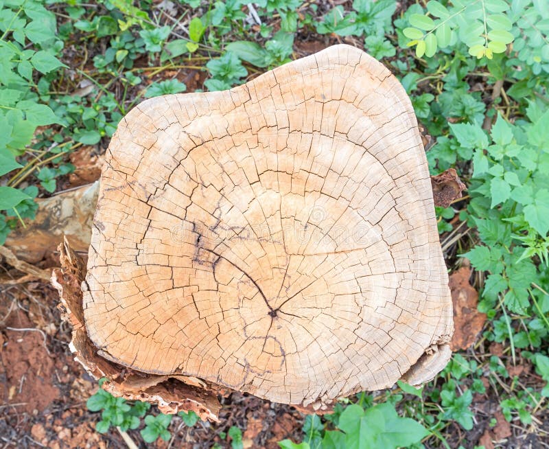 Tree stump background stock image. Image of lumbering - 114950745