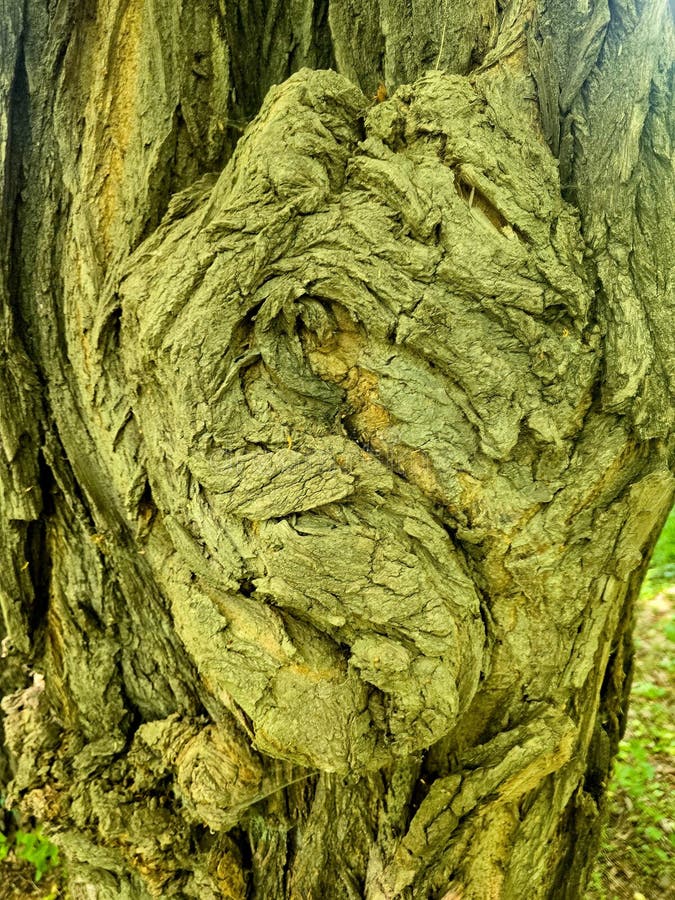 Tree Stump and Bark Texture in Natural Forest Environment Stock Image ...