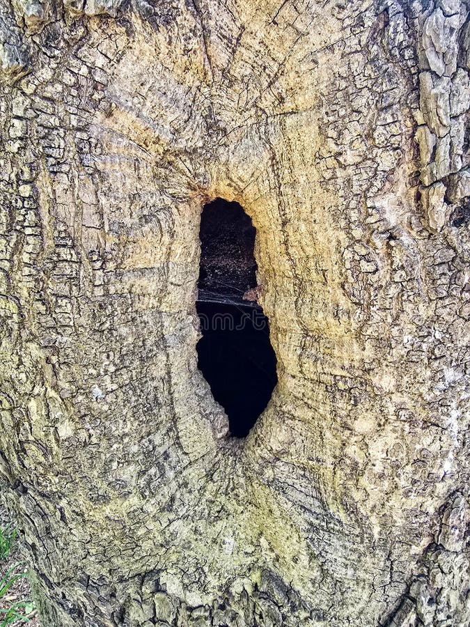 Tree Stump and Bark Texture in Natural Forest Environment Stock Photo ...