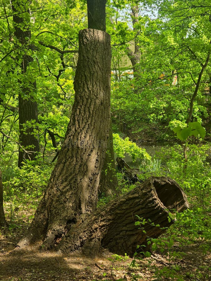 Tree Stump and Bark Texture in Natural Forest Environment Stock Photo ...