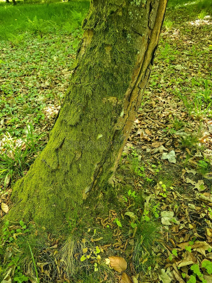 Tree Stump and Bark Texture in Natural Forest Environment Stock Photo ...