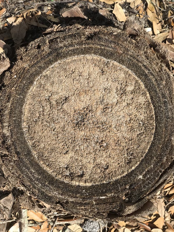 Tree Stump on Base. Photo Image Stock Image - Image of material, ring ...