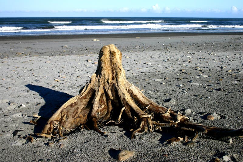 Tree Stump on the Beach stock photo. Image of sand, travel - 30323098